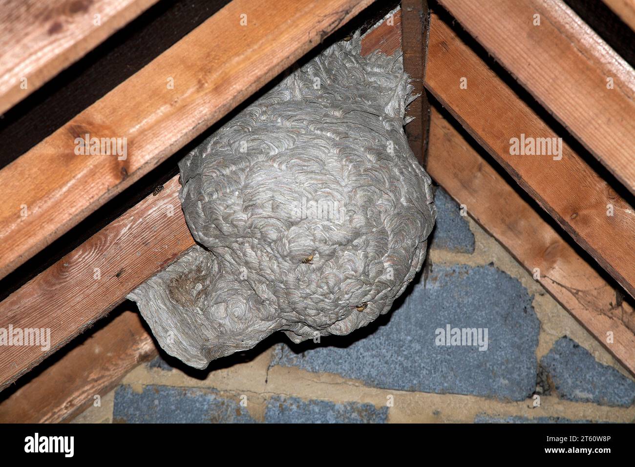 Wasp nest in a house loft space, UK Stock Photo - Alamy