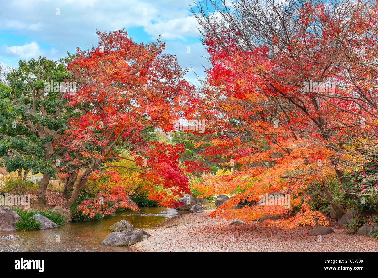 japan, osaka - dec 4 2022: Autumn landscape with vivid red and orange ...
