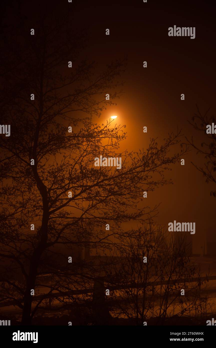 Distant light sources glowing orange through the fog and branches of a ...
