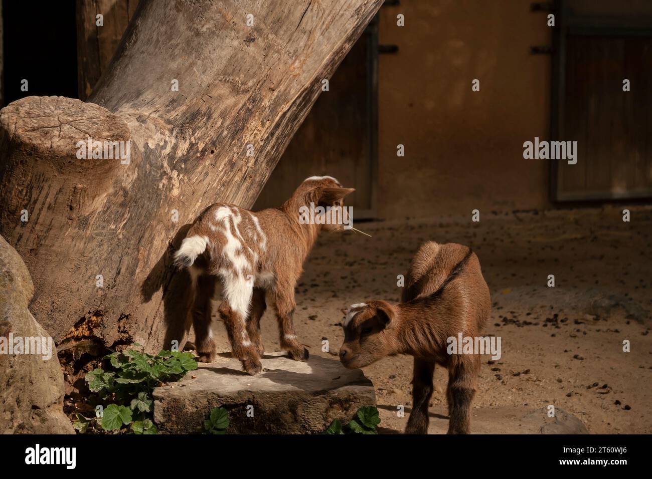 Three small goats standing on a sun-drenched rocky outcrop, with a log ...