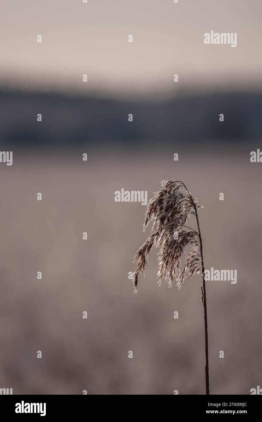 Lony drooping plant with fuzzy background of seaside reedlands and ...