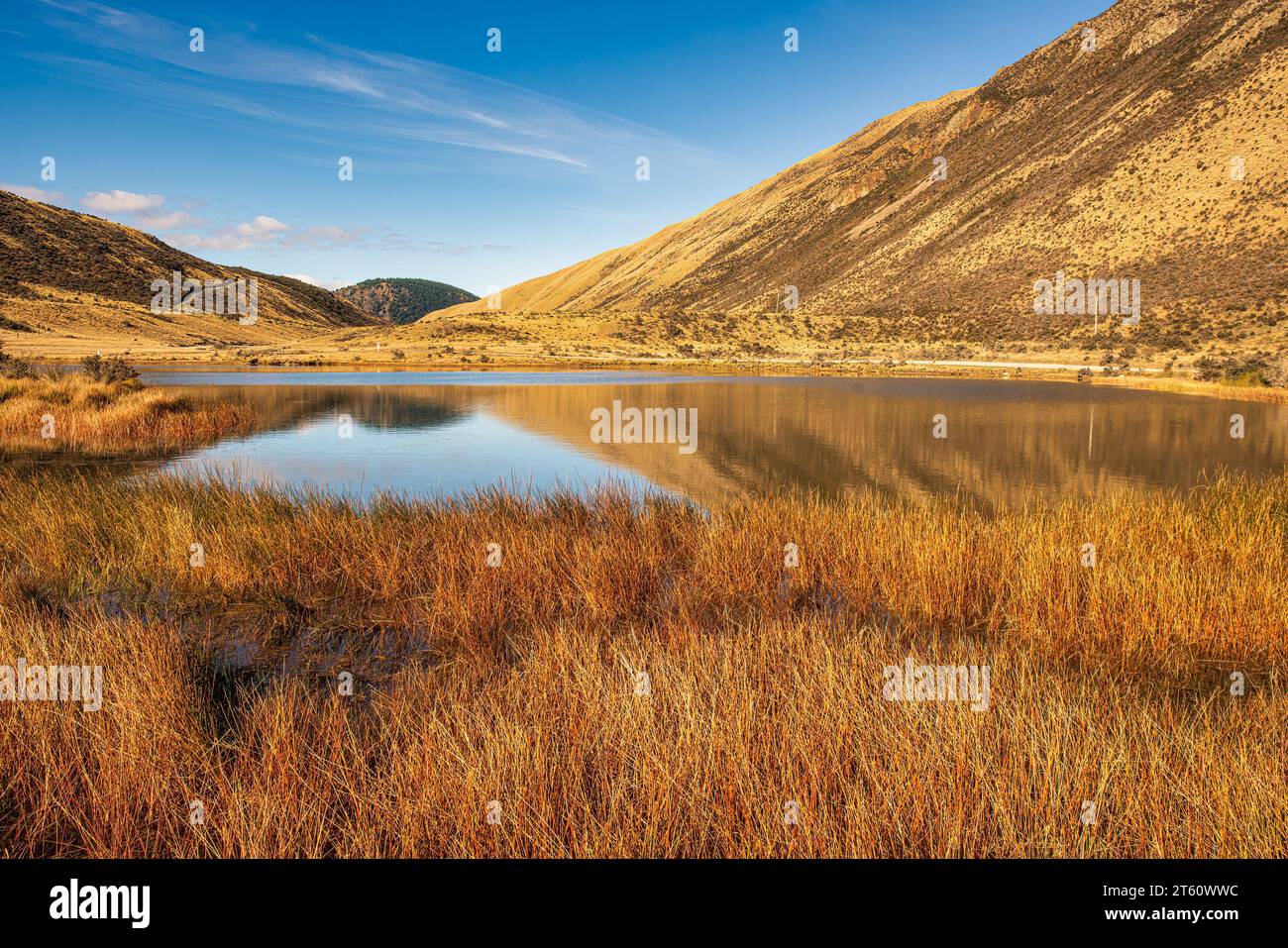 the goled oange reeds growing around the small alpine lake Stock Photo ...