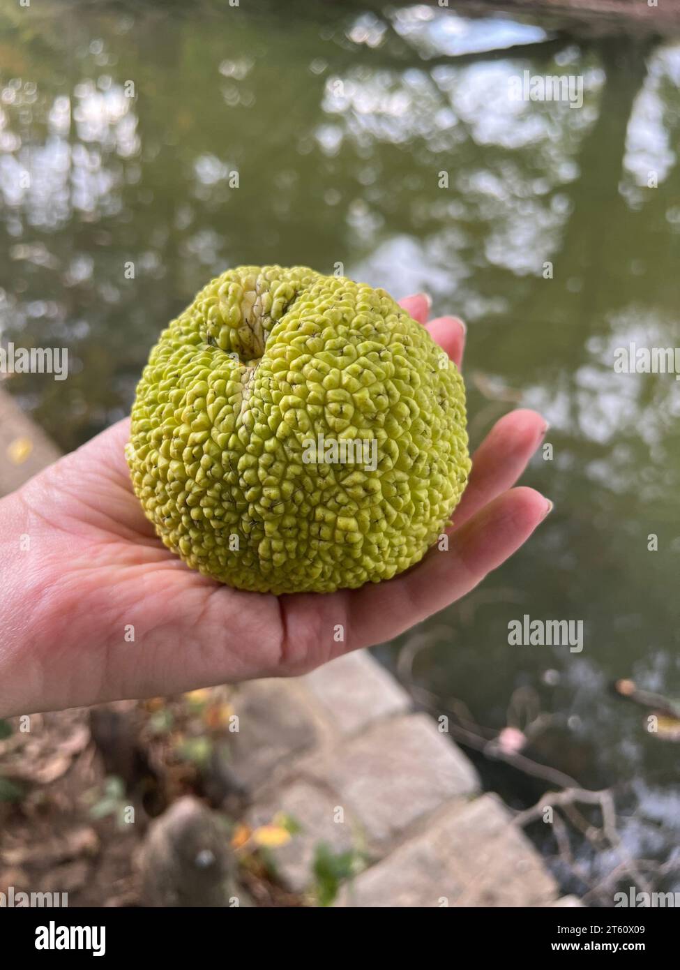 Brain fruit or Osage Orange in Prospect Park in the autumn, Brooklyn ...