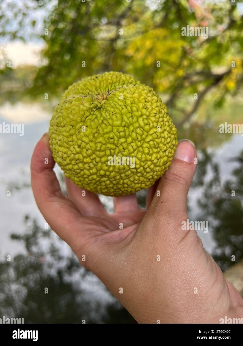 Brain fruit or Osage Orange in Prospect Park in the autumn, Brooklyn ...