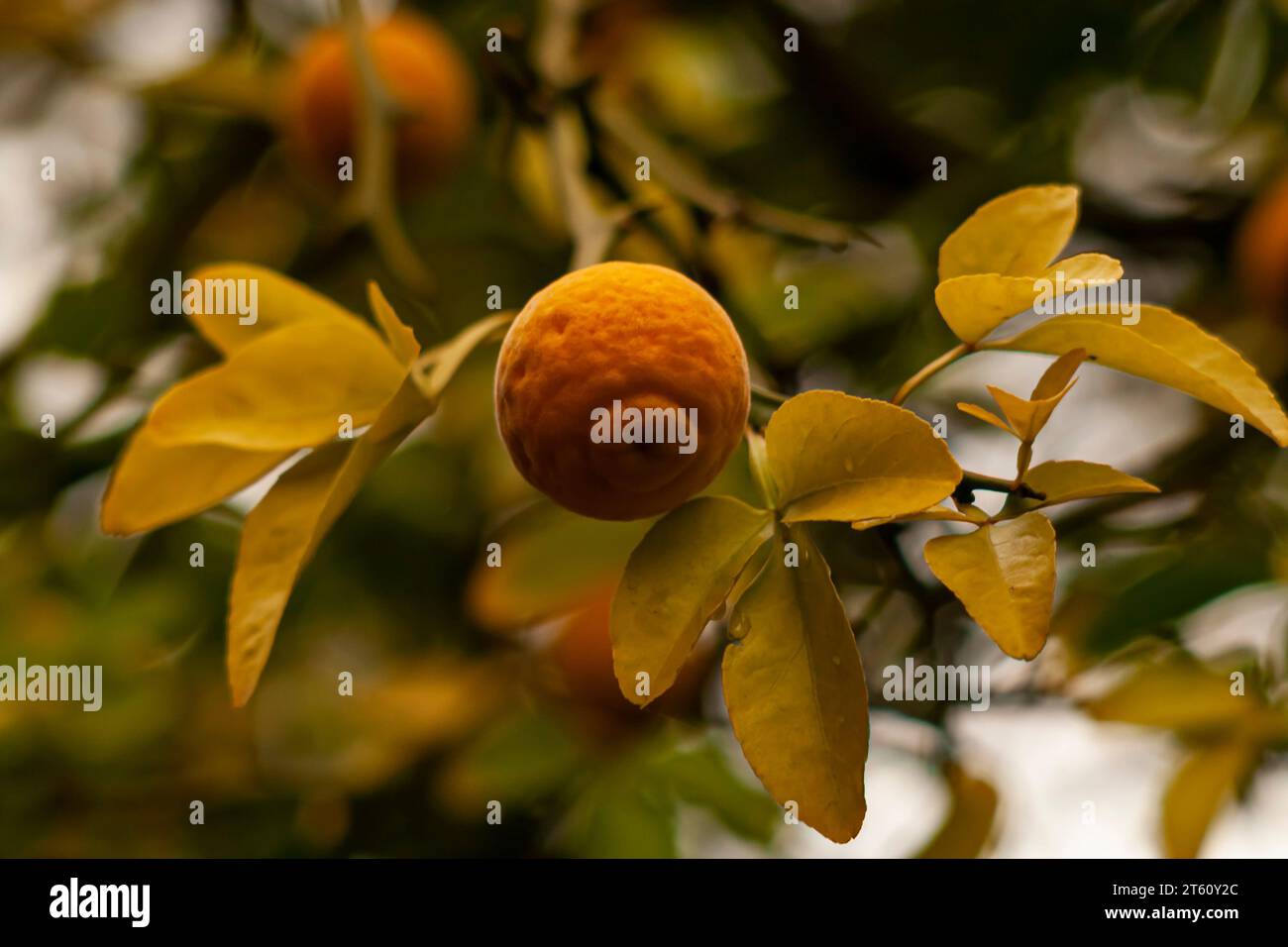 A ripe orange fruit hangs from a leafy branch of a tree, partially ...