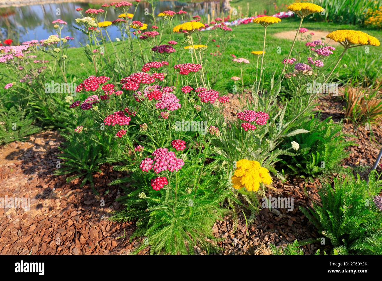 Chinese yarrow hi-res stock photography and images - Alamy