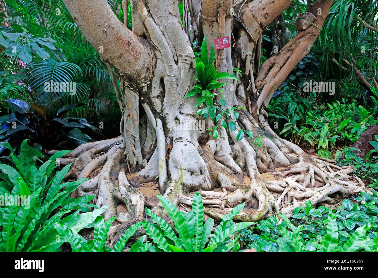 Banyan root hi-res stock photography and images - Alamy