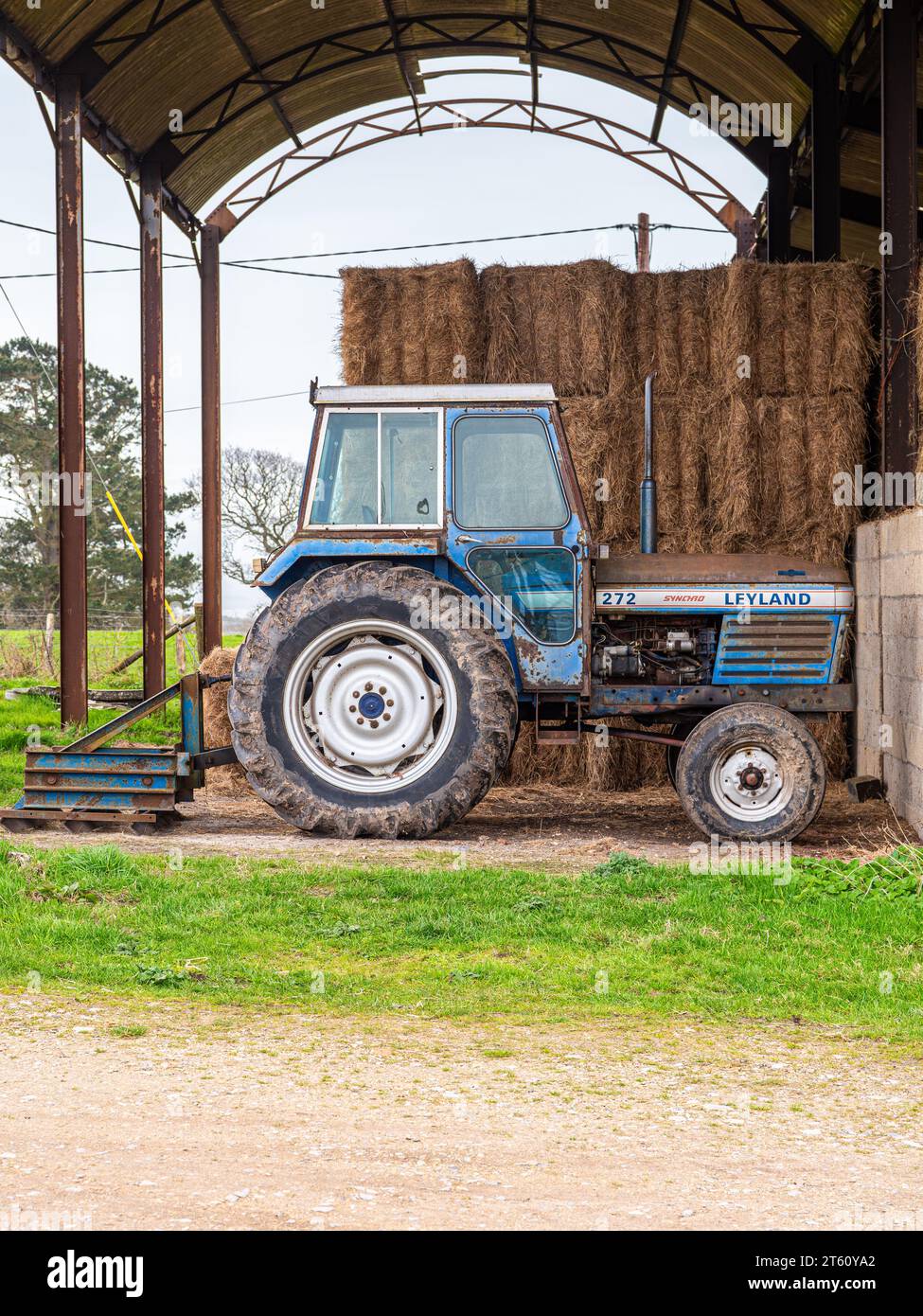 A old vintage leyland 272 tractor in blue, pictured in a open barn ...