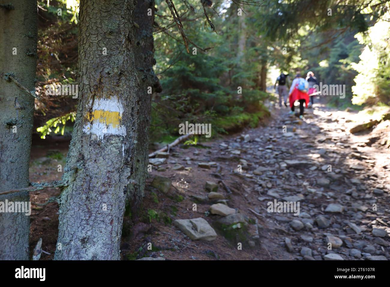 Walking trail background. Yellow and white forest path on brown tree ...