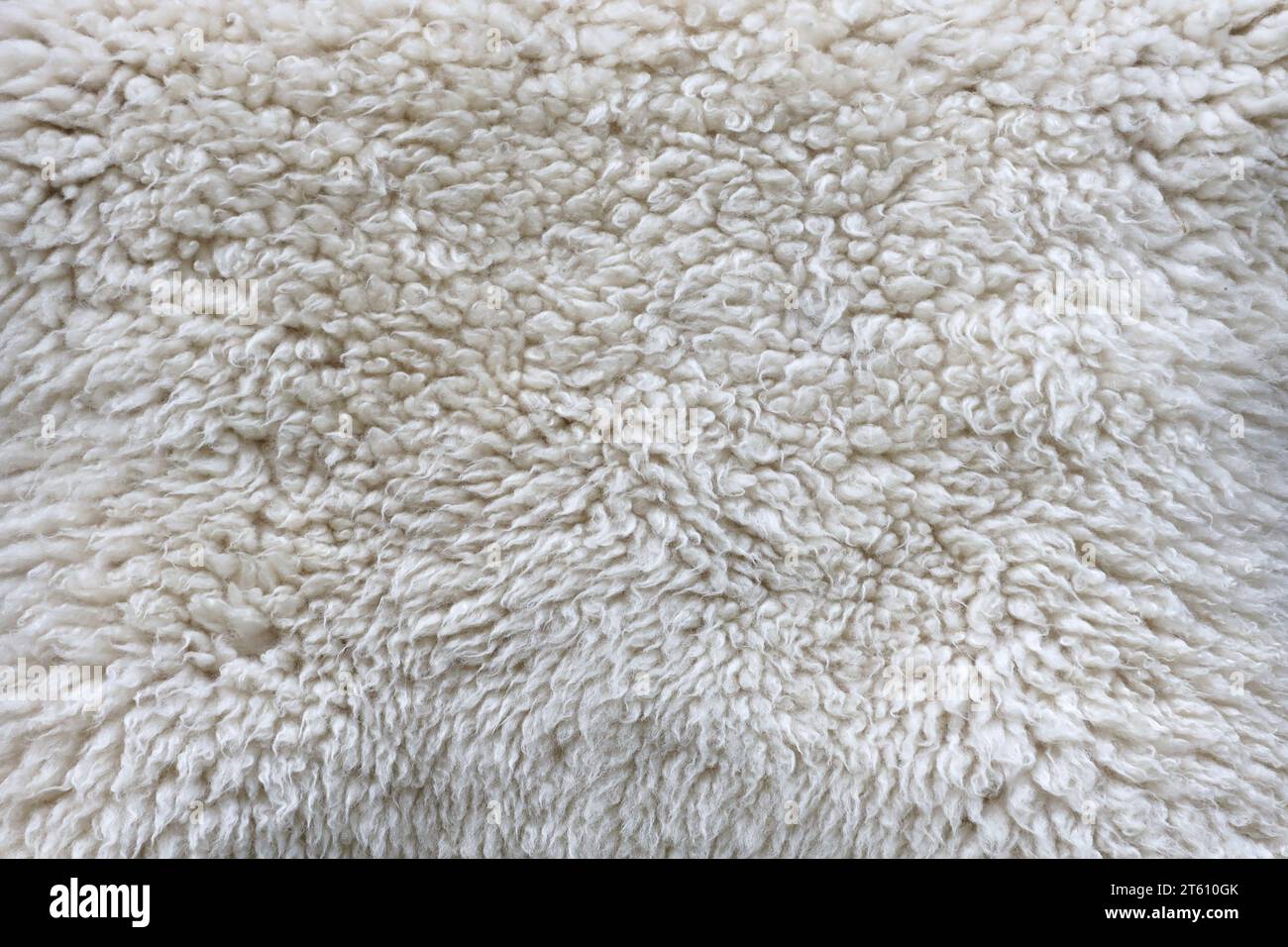 Sheep fur texture, white or gray animal patterns for nature background ...