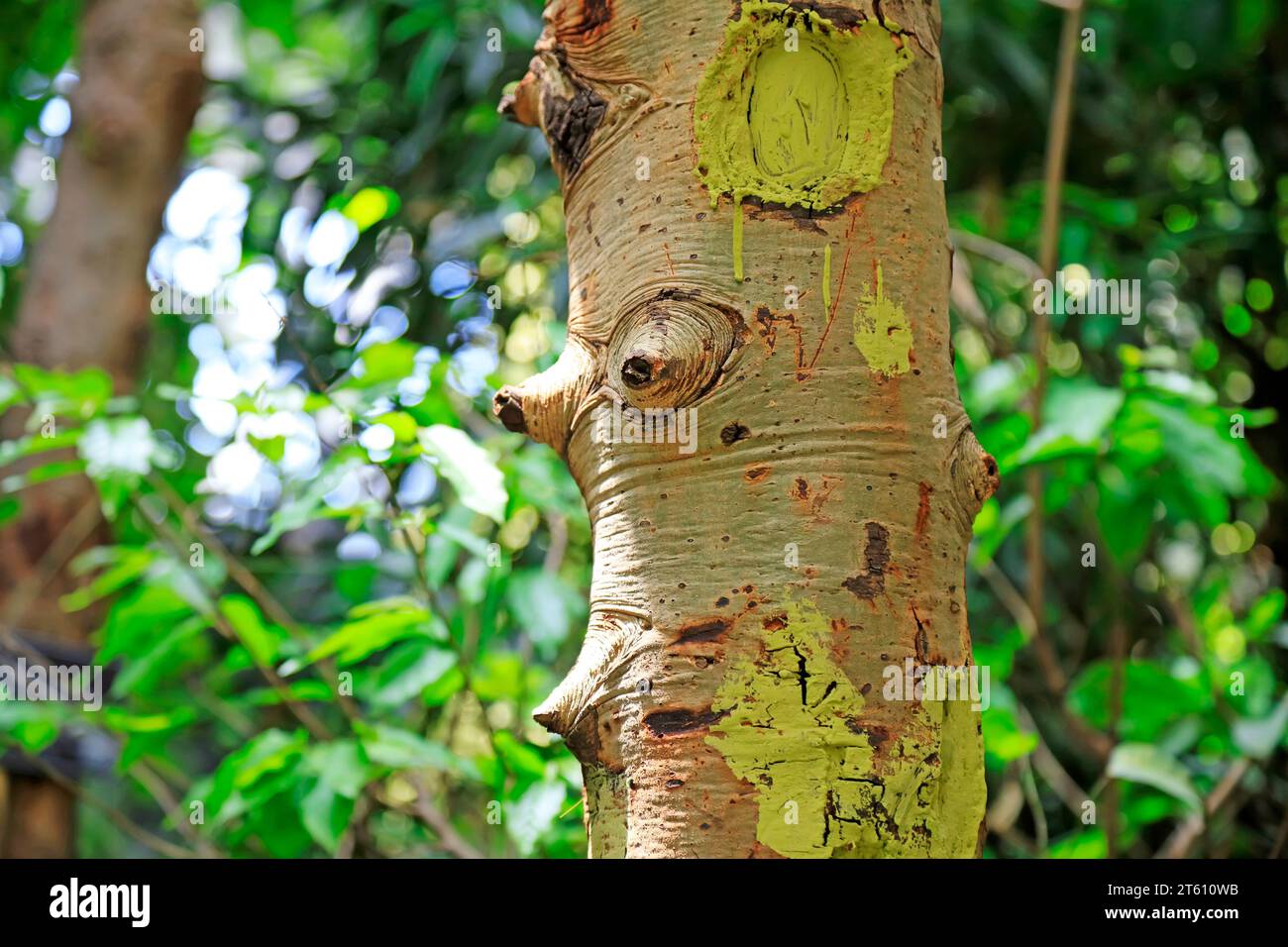 Sausage trees Pimple shape Stock Photo - Alamy