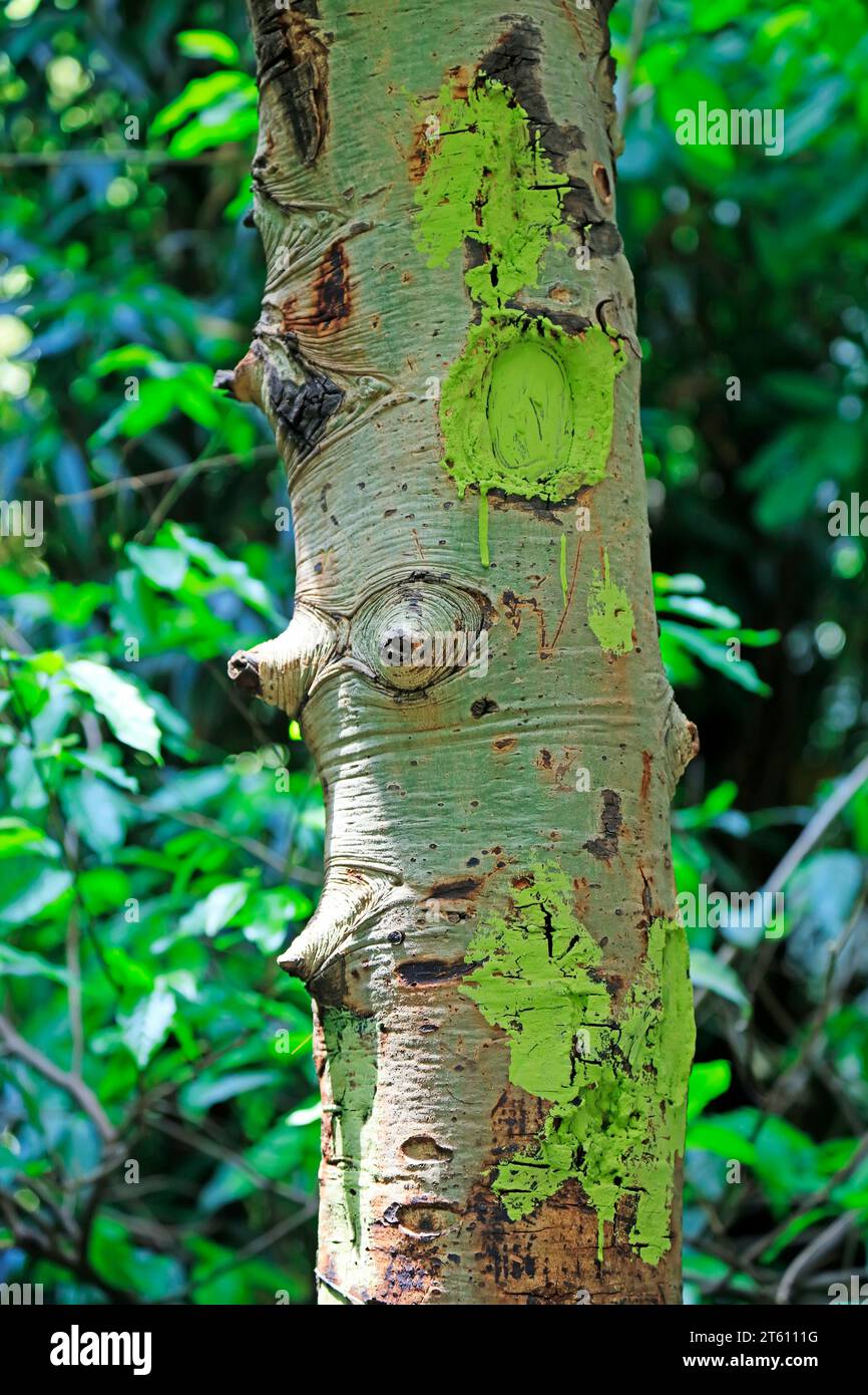 Sausage trees Pimple shape Stock Photo - Alamy