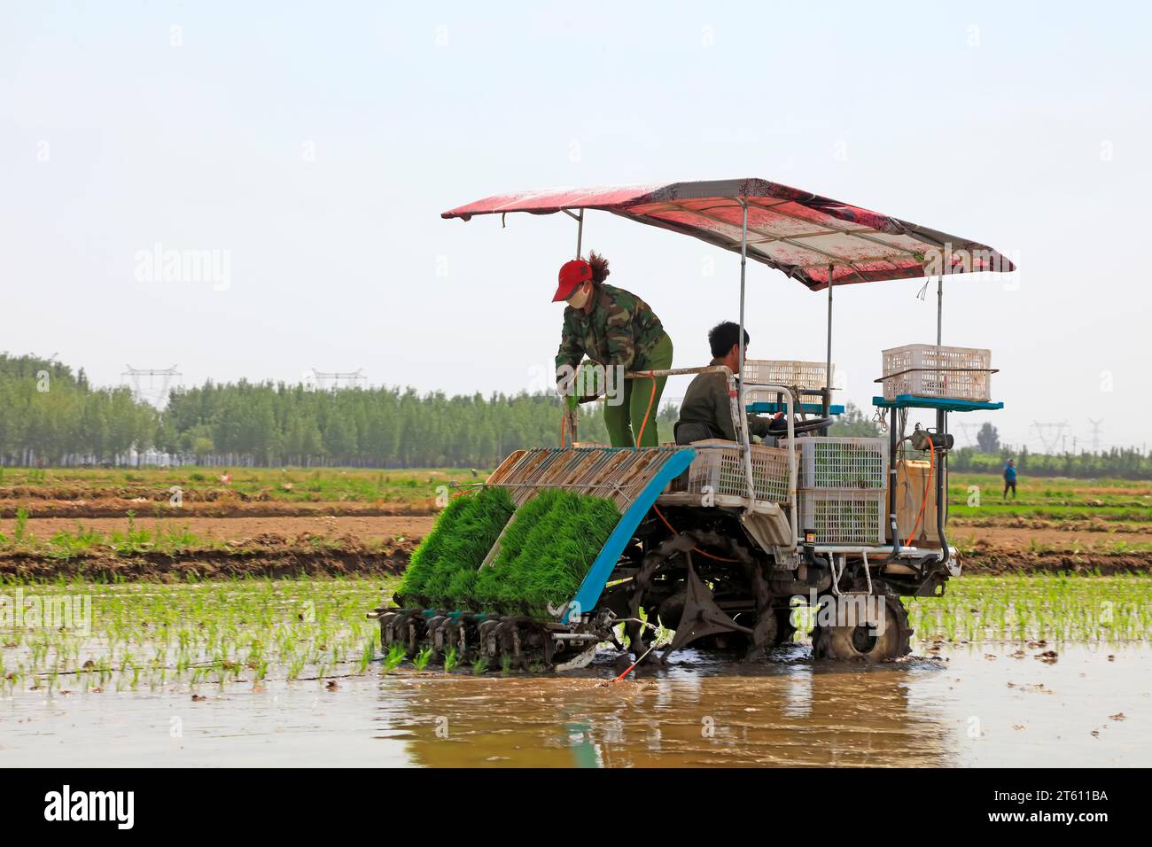 Tangshan city - May 29: rice planting mechanization operation in the ...