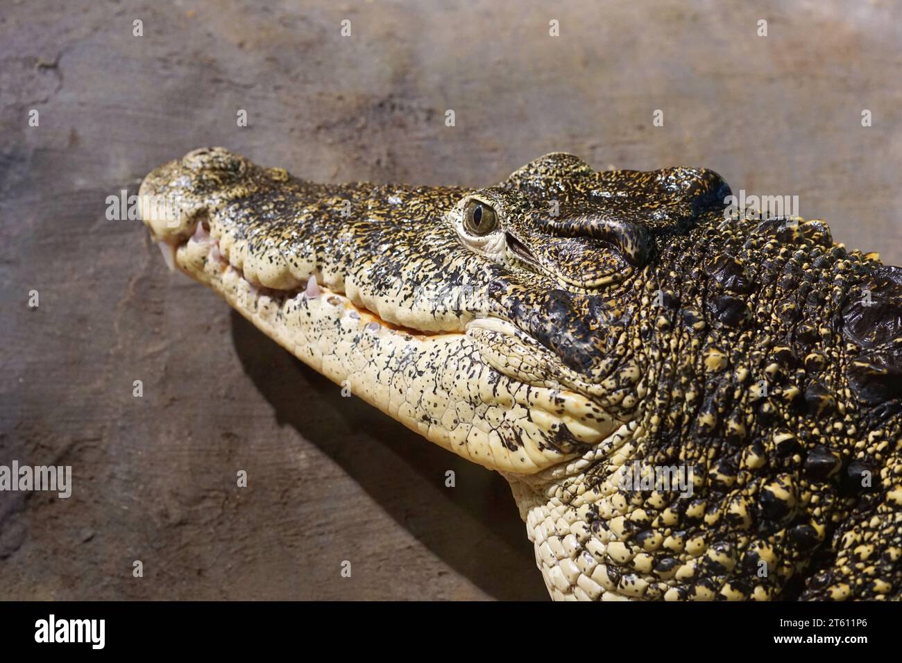 Cuban Crocodile at Flå Bear Park Norway Stock Photo - Alamy