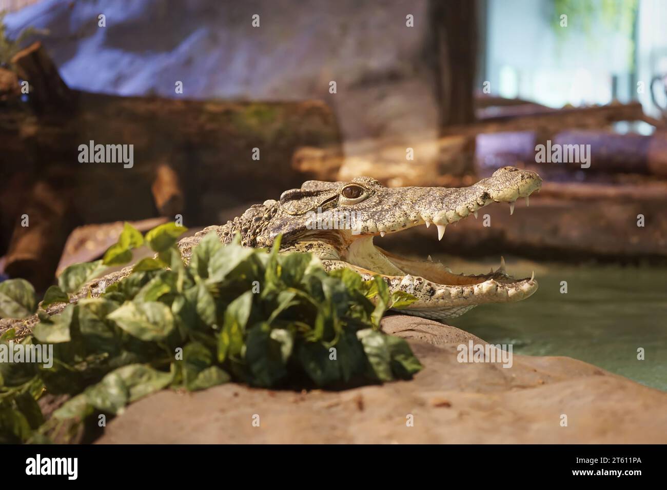 Cuban Crocodile at Flå Bear Park Norway Stock Photo - Alamy