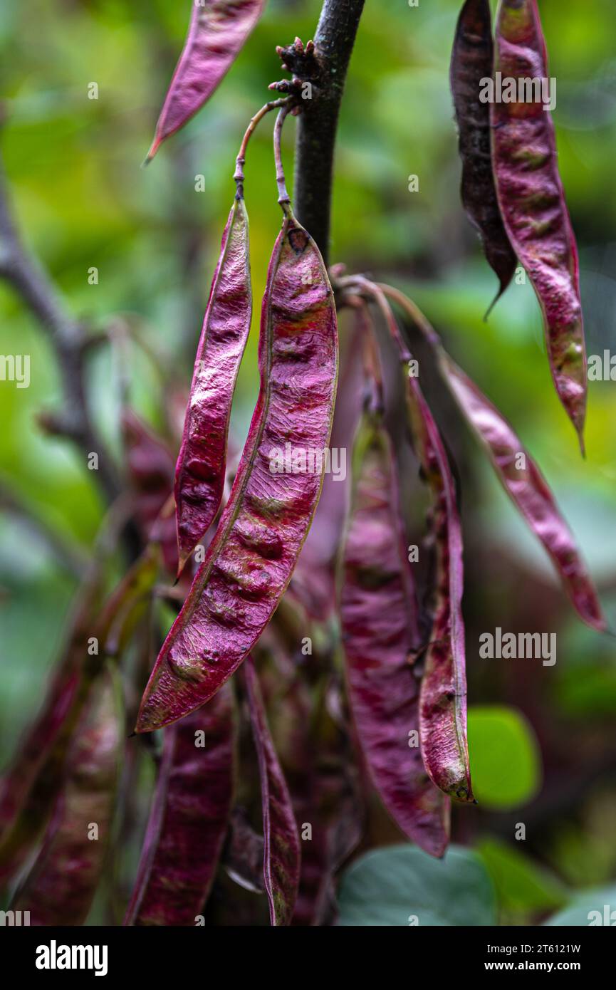 Judas tree seed pod hi-res stock photography and images - Alamy