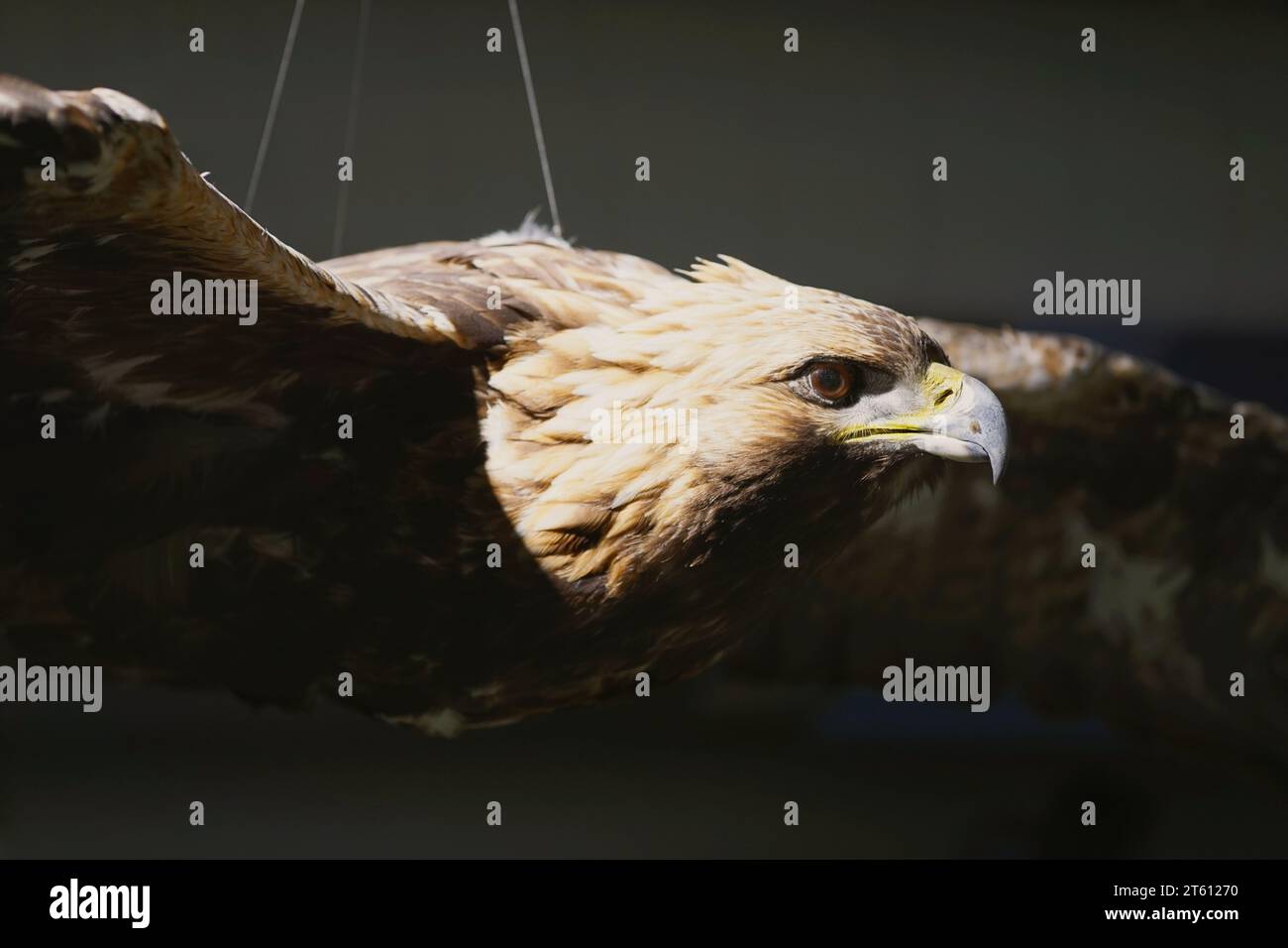 Taxidermy Eagle hanging from a ceiling Stock Photo - Alamy