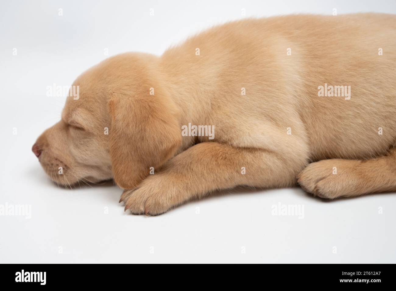 Profile of sleeping labrador puppy isolated on white studio background ...