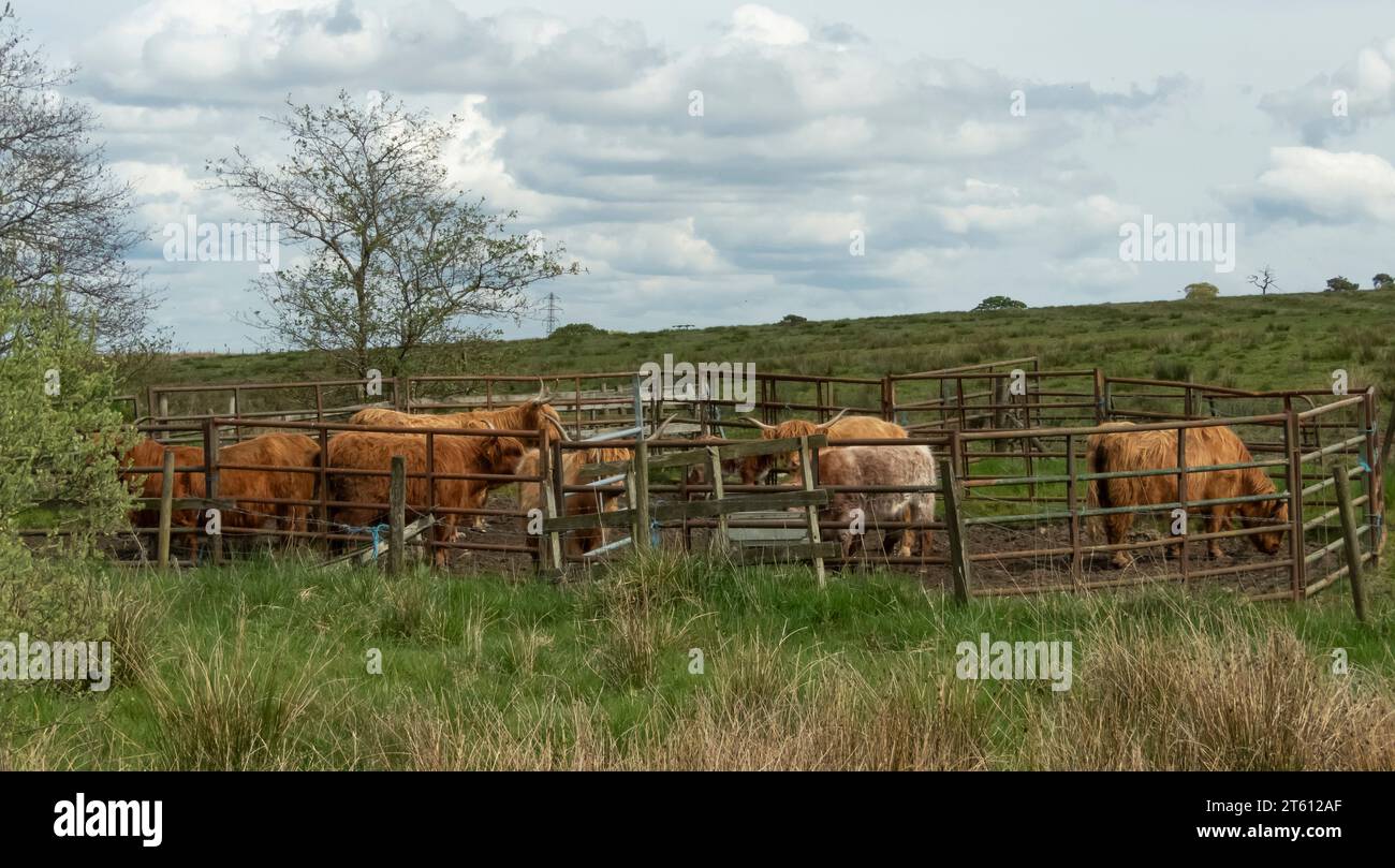 Highland cattle and their calves in a pen in a field Stock Photo - Alamy