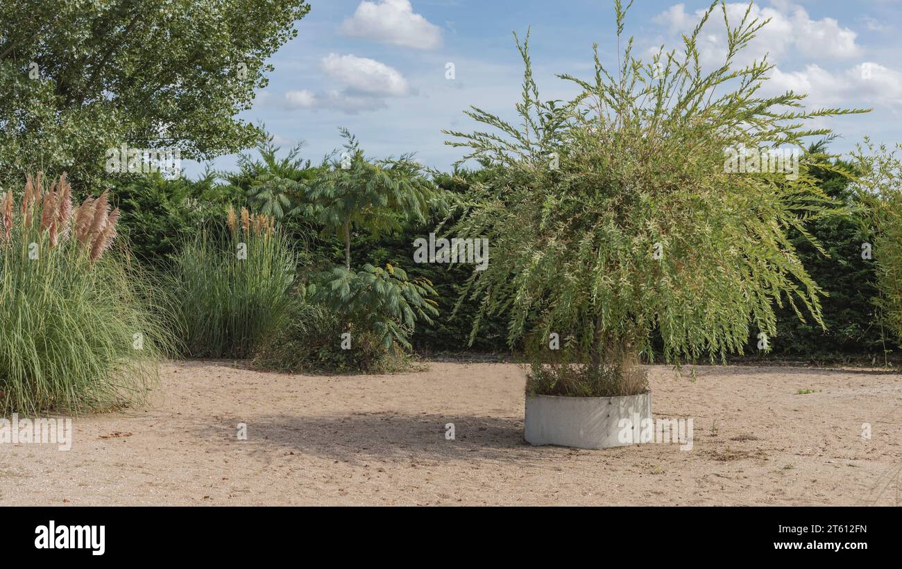 Sandy garden plot with green plants and a tree in a concrete container ...