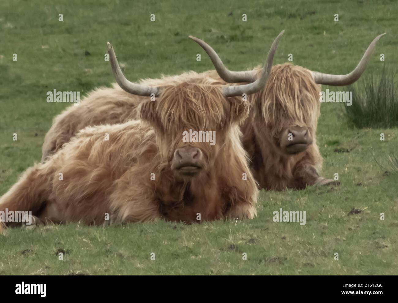 Two highland cows with large horns lying in a field Stock Photo - Alamy