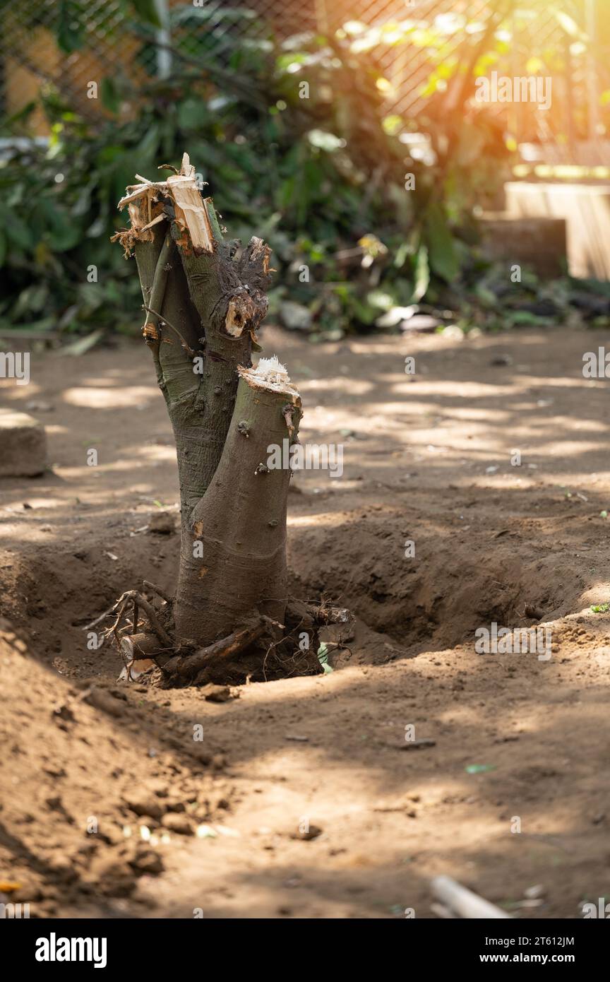 Ready for extraction tree trunk on house yard Stock Photo - Alamy