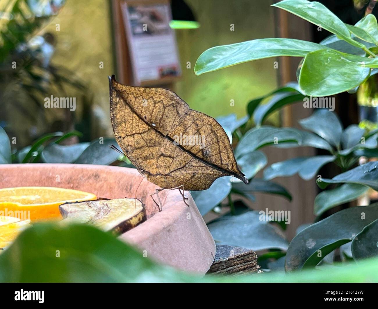 15.08.2023, Ein Besuch im Schmetterlingshaus in Pfronten im Allgäu ...
