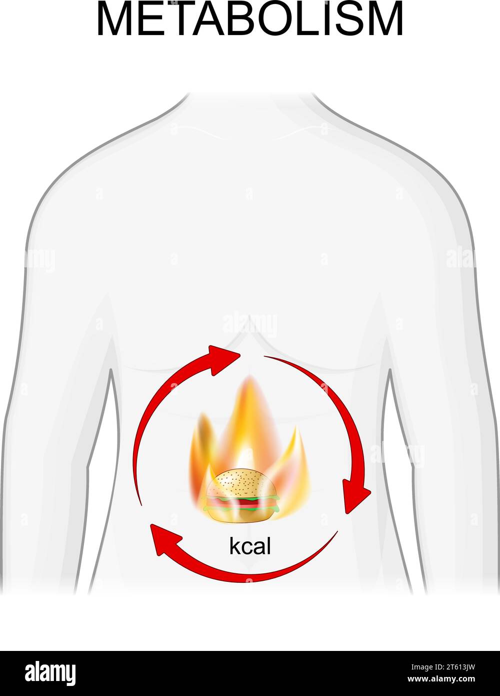 Thermogenesis vector vectors hi-res stock photography and images - Alamy
