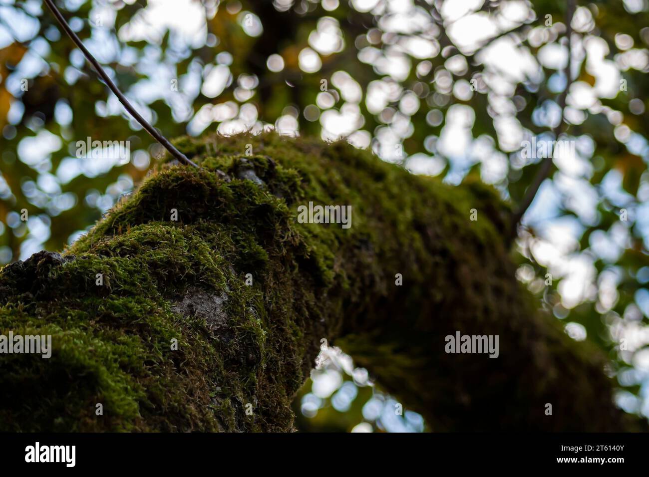 Light streaming through the leaves and branches hi-res stock ...