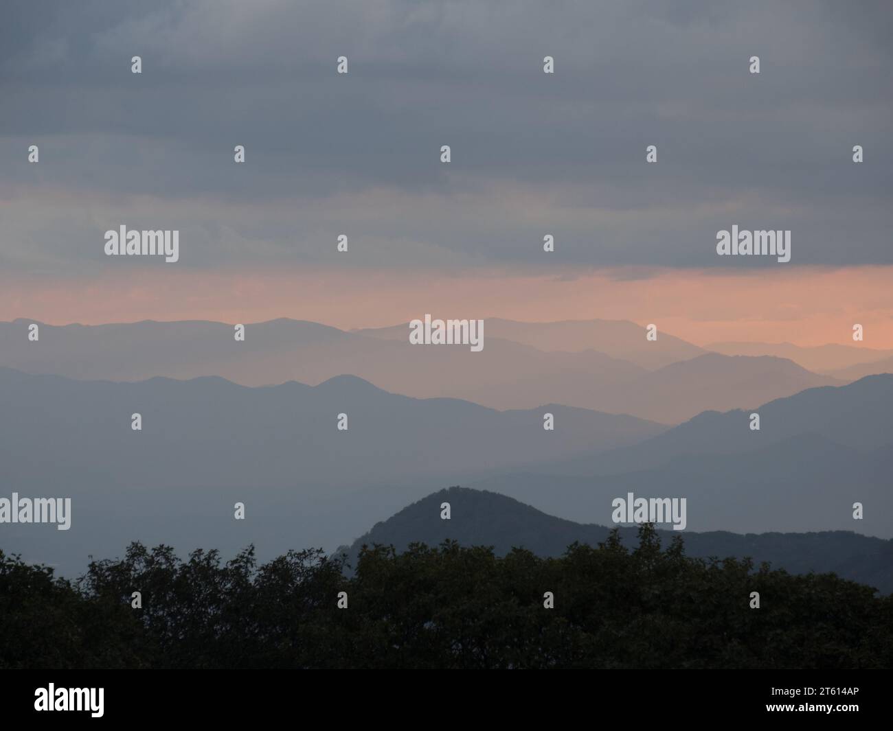 Rhododendrons blue ridge mountains hi-res stock photography and images ...