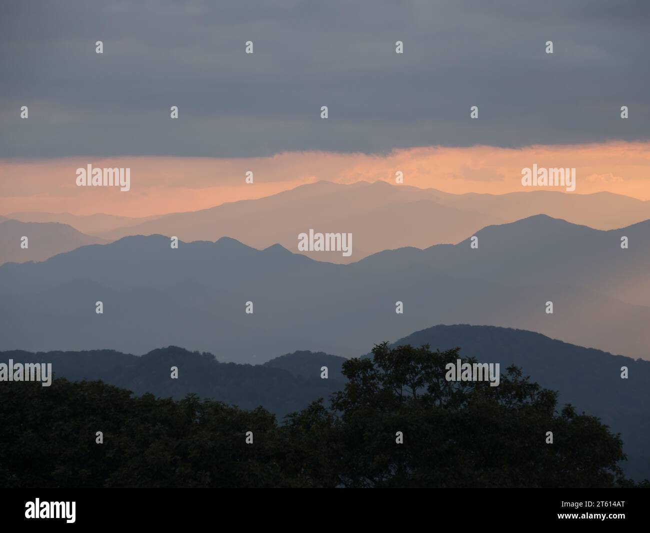 Rhododendrons blue ridge mountains hi-res stock photography and images ...