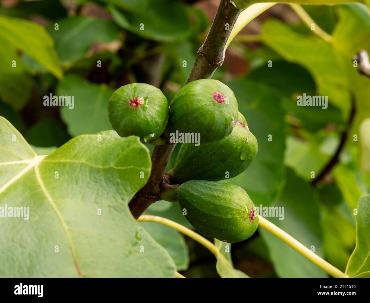 Closeup green tree hi-res stock photography and images - Alamy