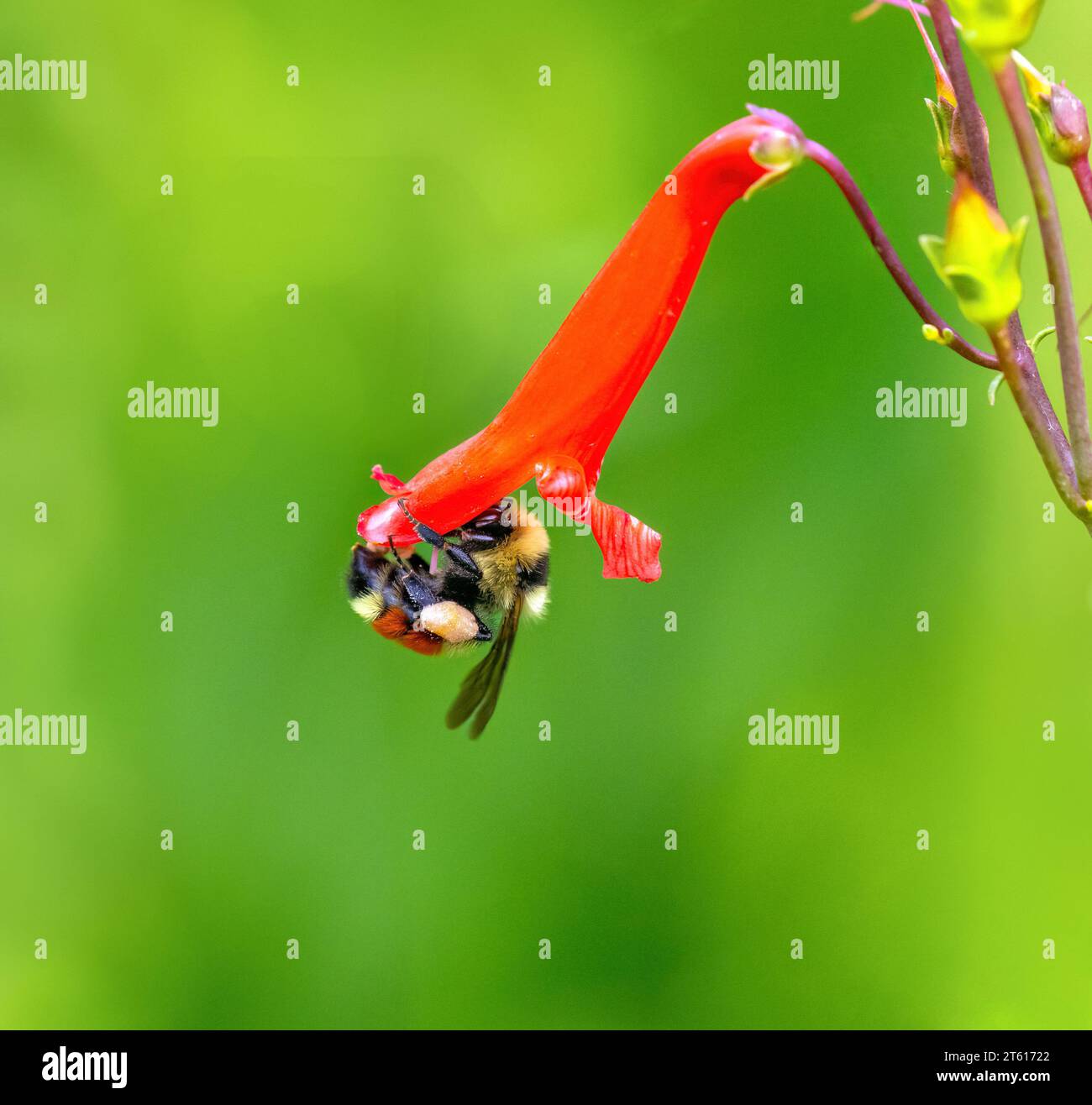 A Hunt's Bumble Bee (Bombus huntii) clinging to a Firecracker Penstemon ...