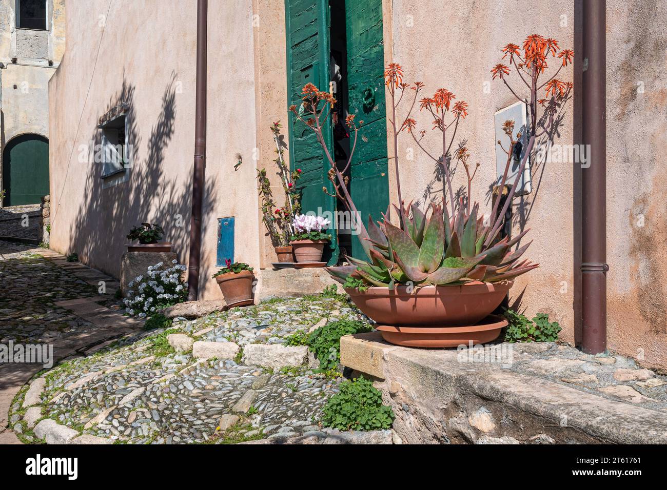Italian aloe vera hi-res stock photography and images - Alamy
