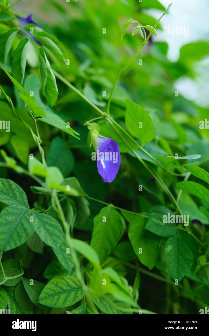 Butterfly Pea or Kembang Telang, is a plant species from Ternate ...