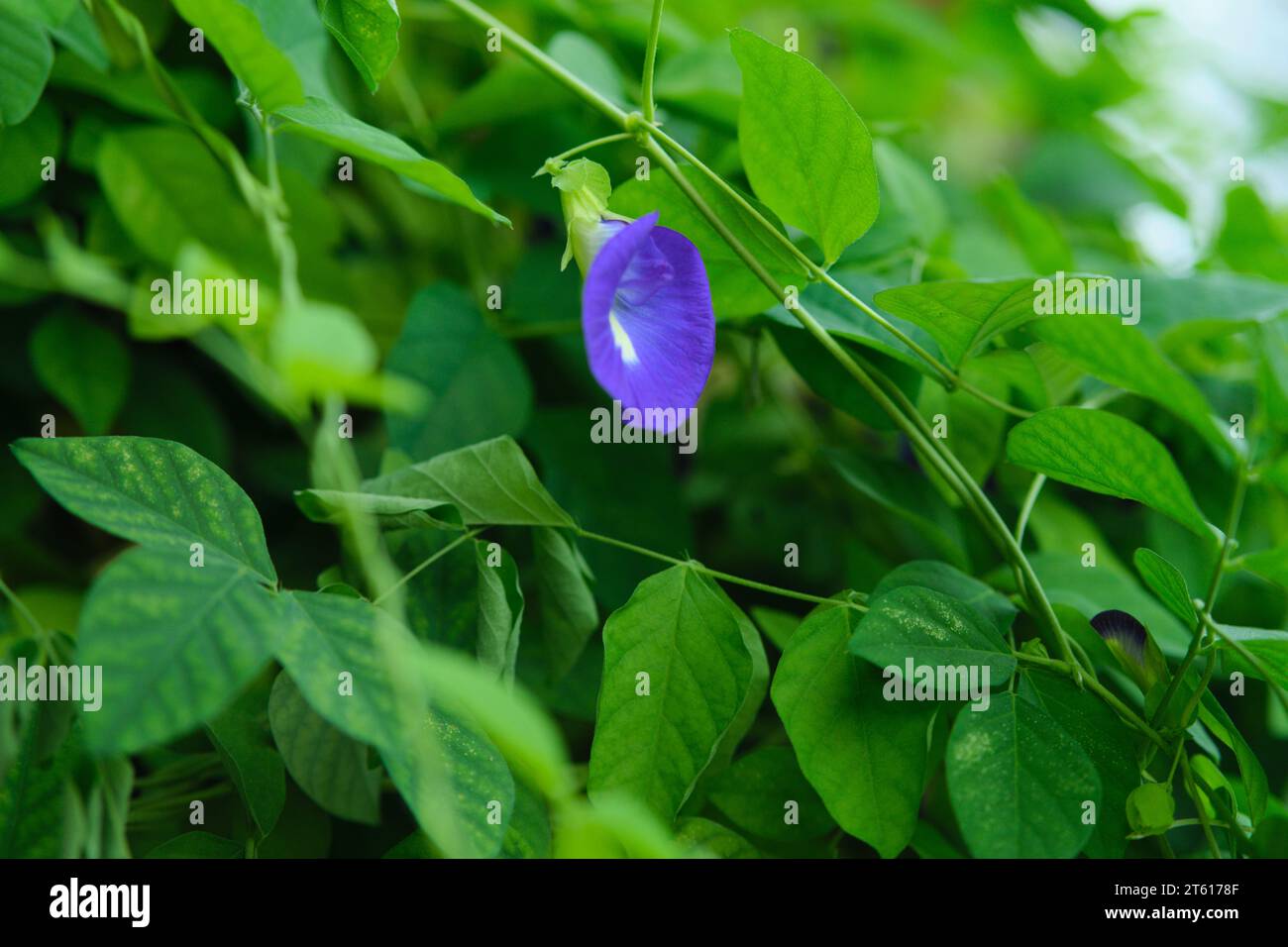 Clitoria ternatea or Kembang Telang, is a herbal medicine plant species ...