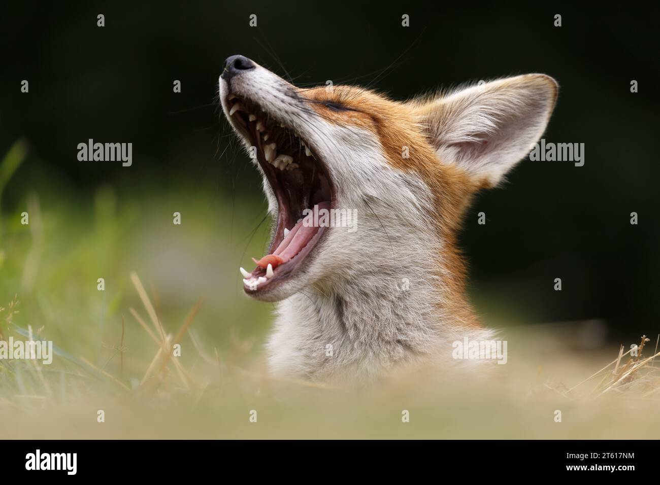 Fox big ears hi-res stock photography and images - Alamy