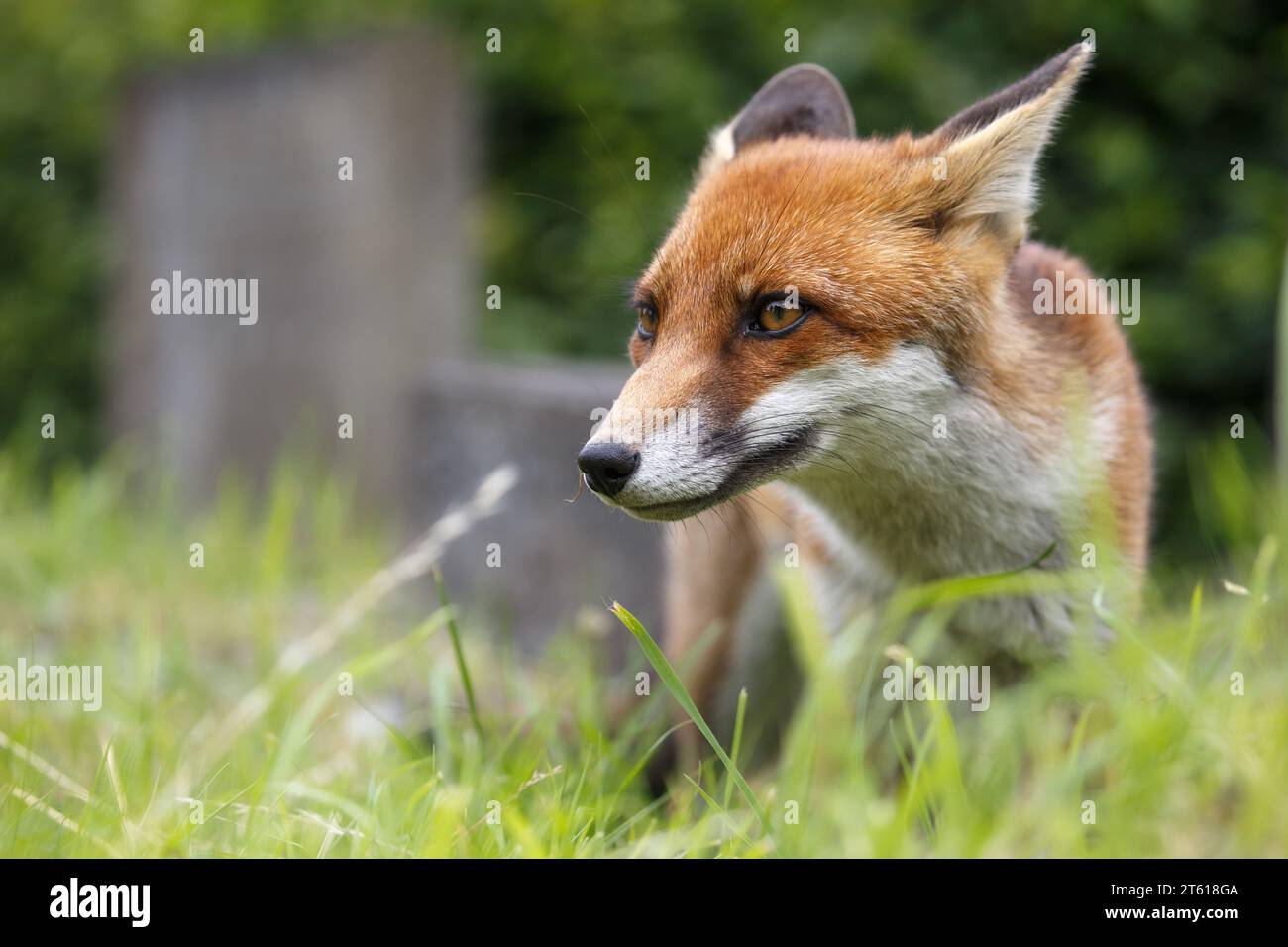 Vulpes vulpes urban fox red fox portrait hi-res stock photography and ...