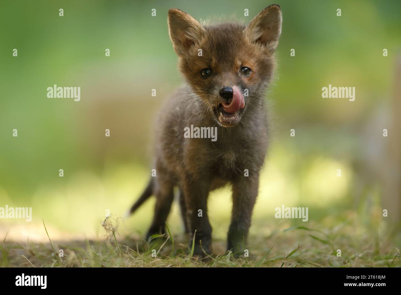 A very cute young fox cub licking its nose Stock Photo - Alamy