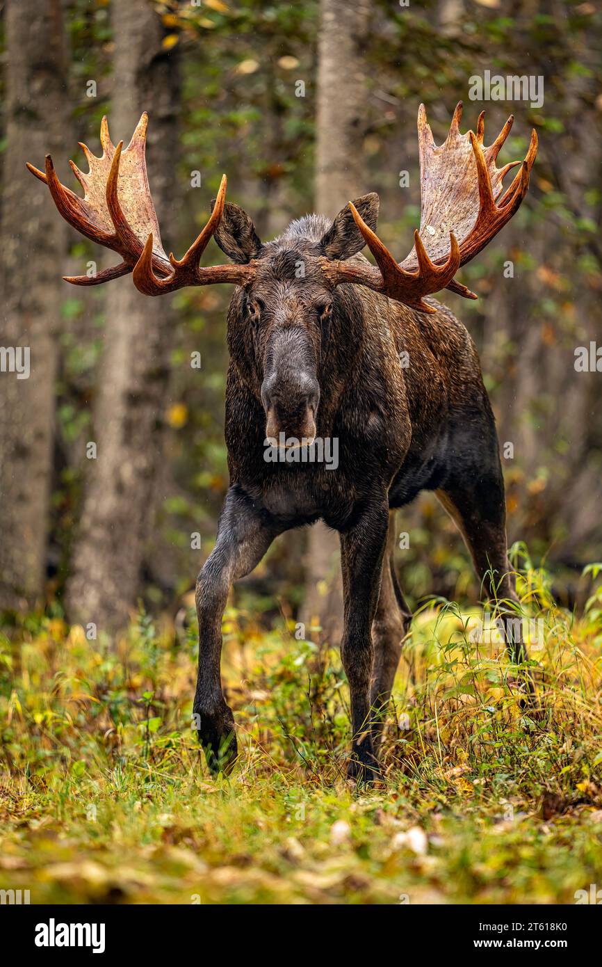 Alaskan bull moose hi-res stock photography and images - Alamy