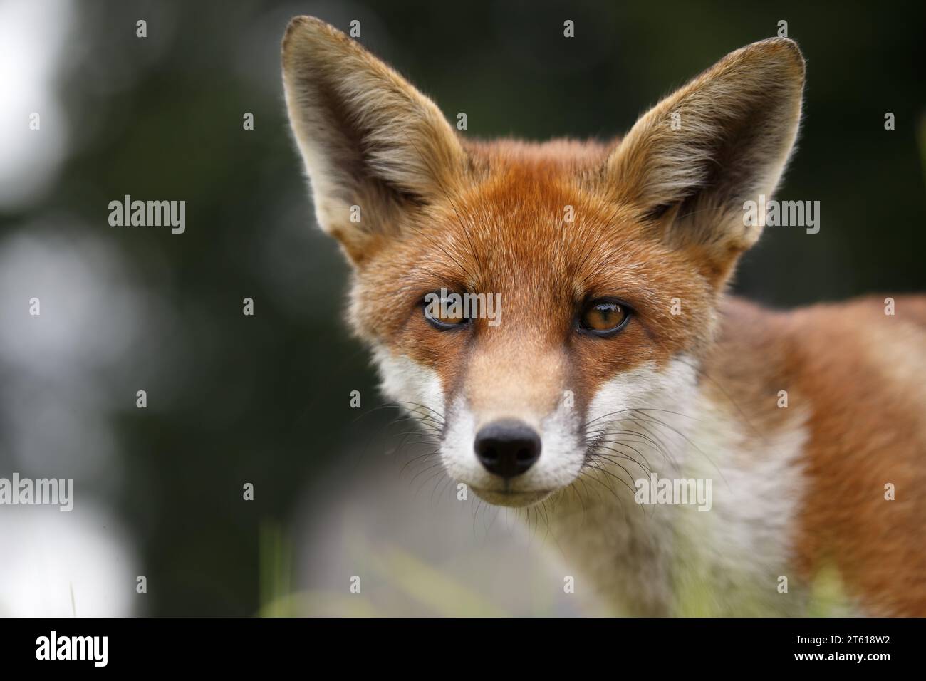 Fox animal mammal animals hi-res stock photography and images - Alamy