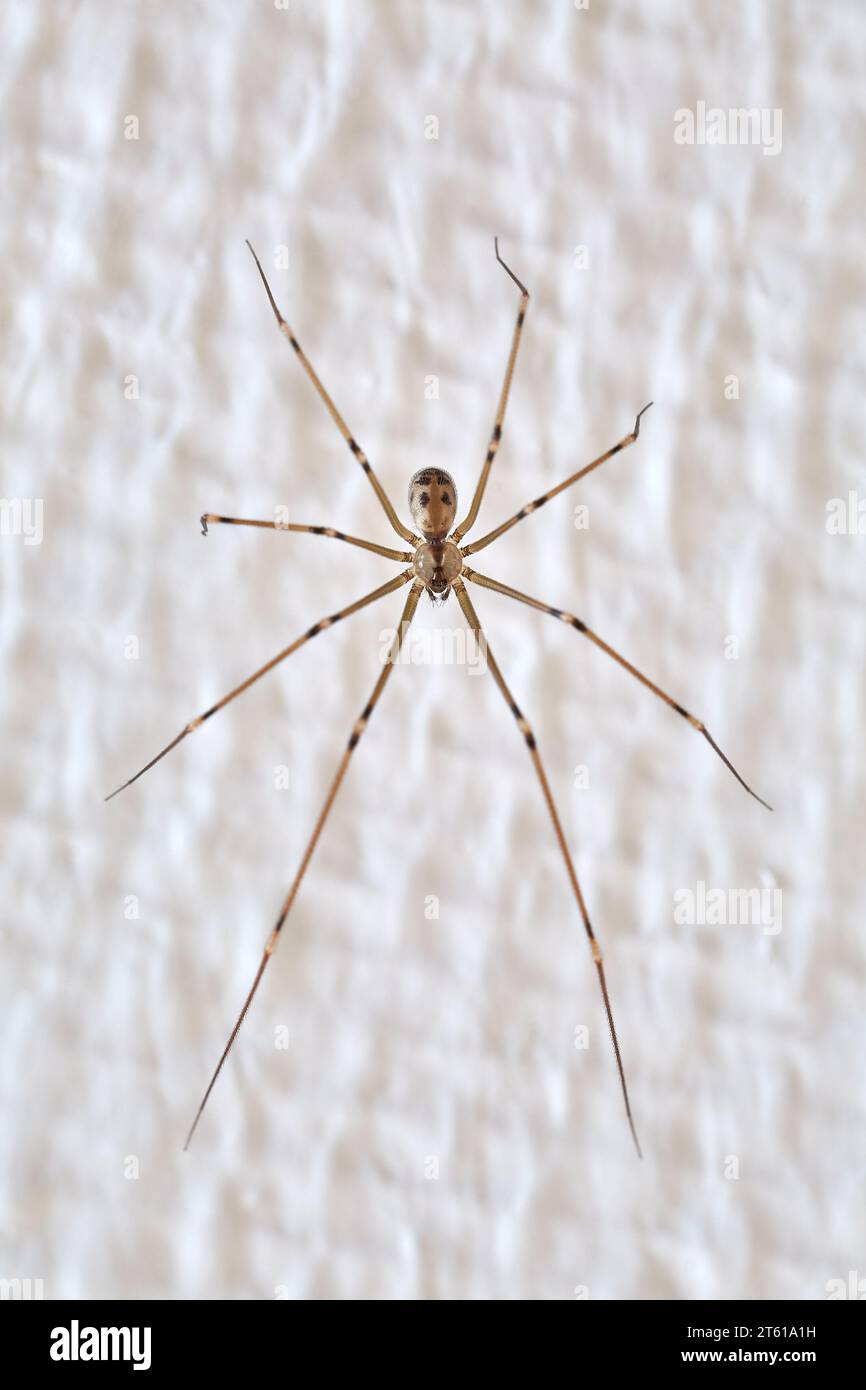 Spider on the wall Stock Photo - Alamy