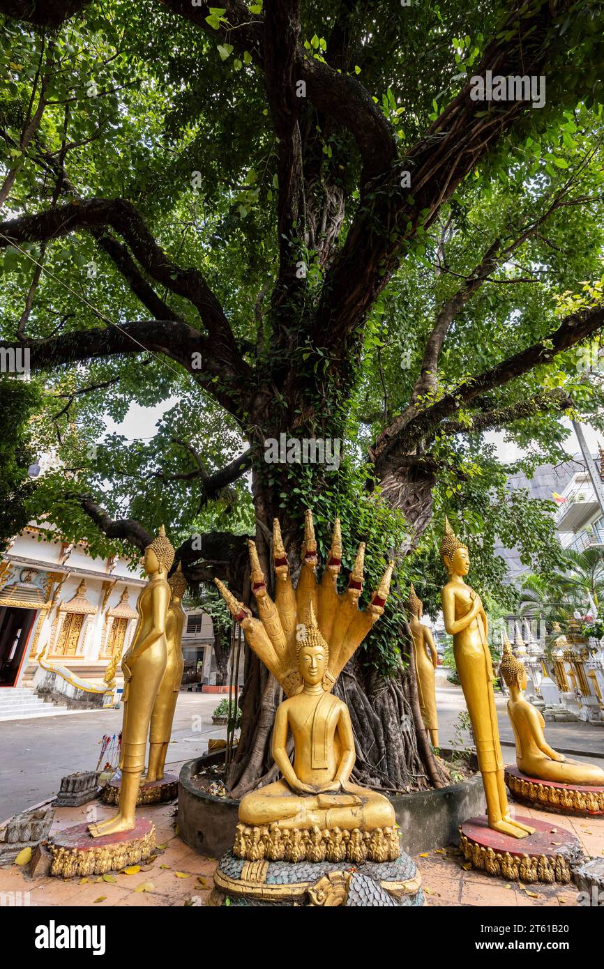 Vat Haysoke(Wat Haysok), Buddha statues, holy tree at courtyard ...