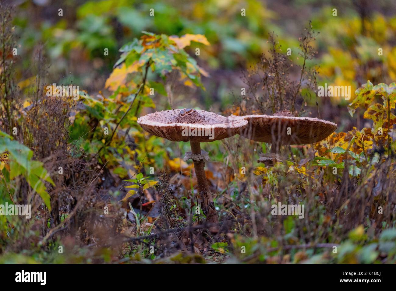 Mushroom in the autumn forest. Seasonal natural scene. Macrolepiota ...
