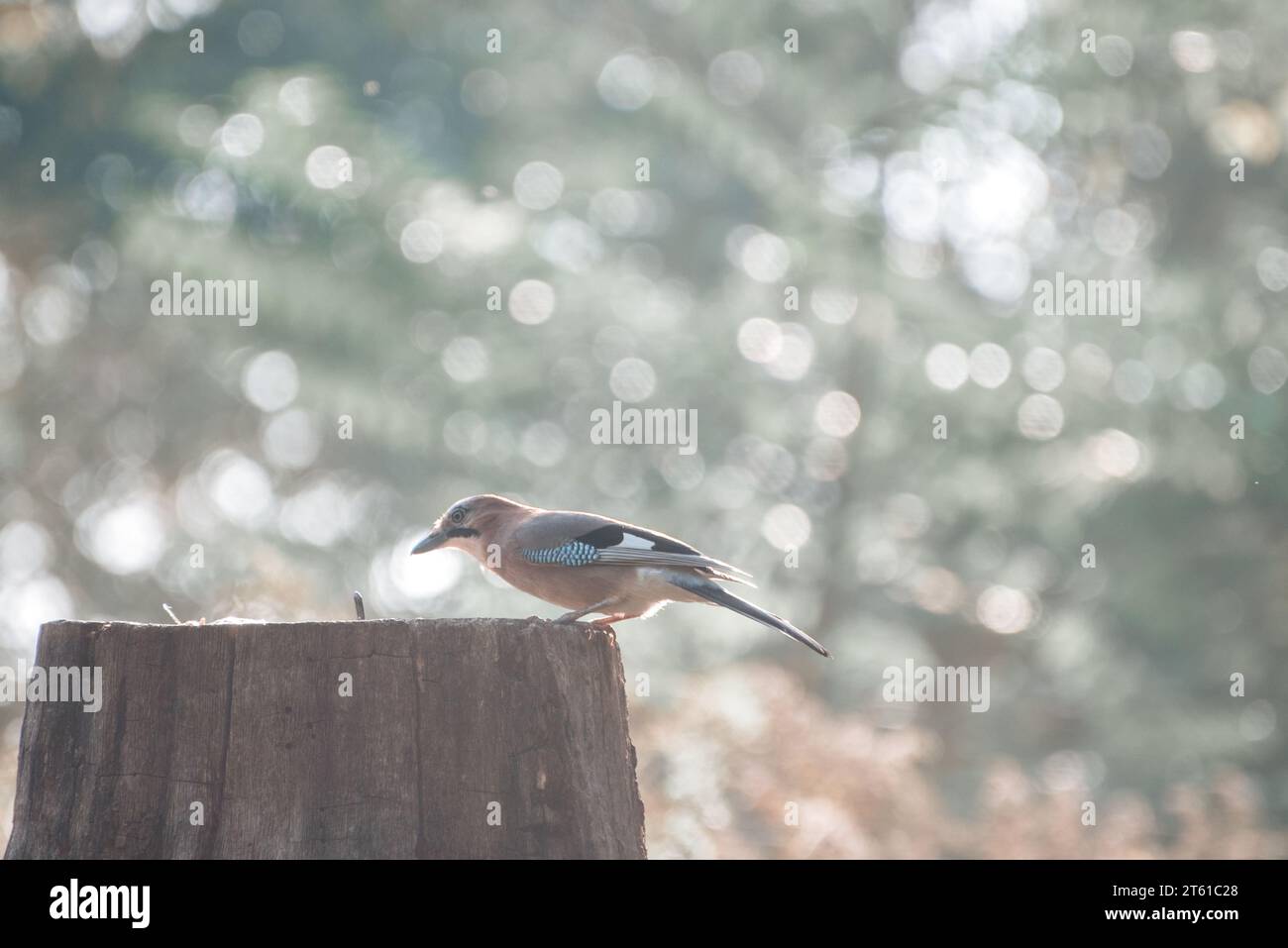 The Eurasian jay, Garrulus glandarius, is a species of passerine bird ...