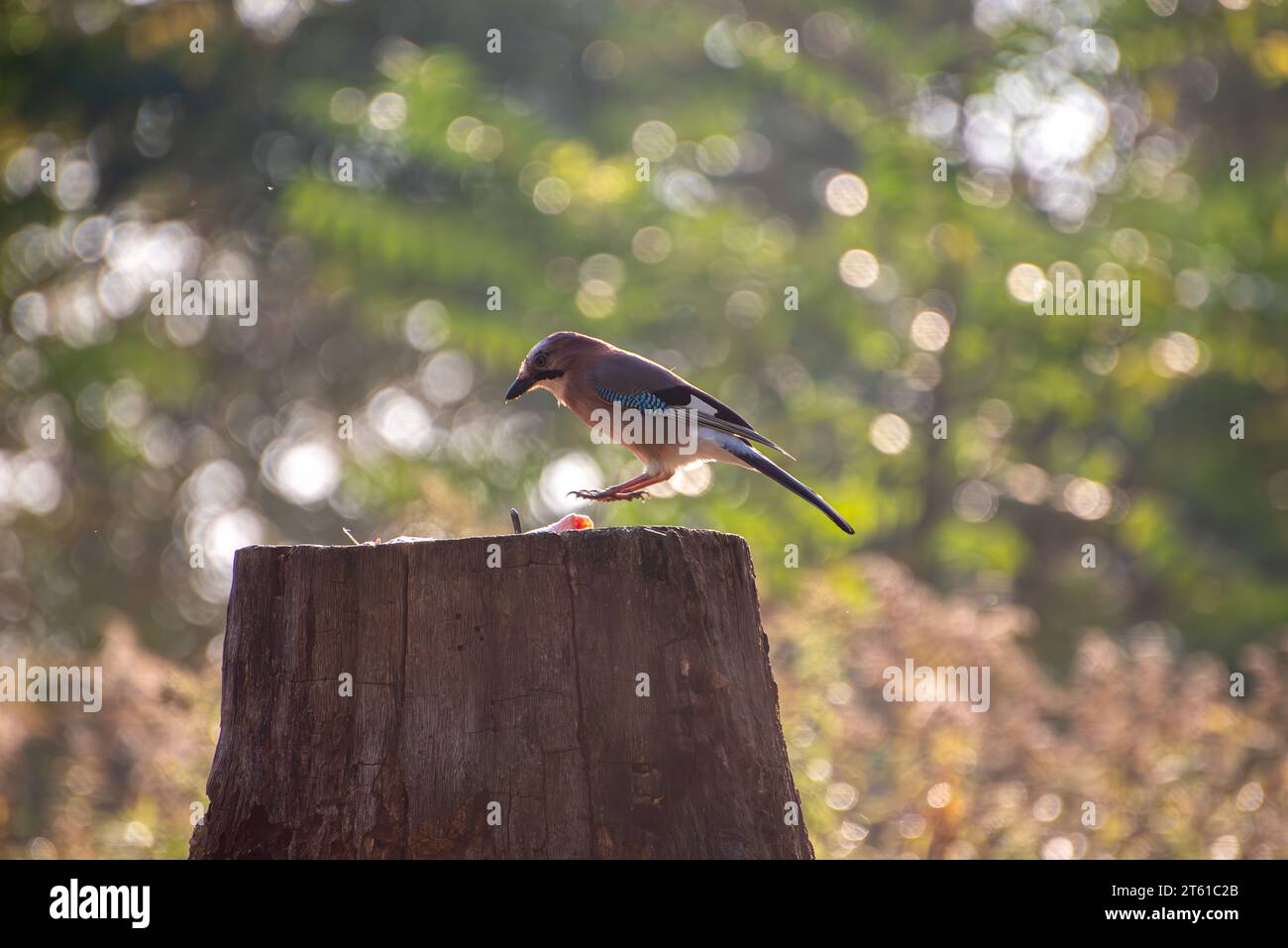The Eurasian jay, Garrulus glandarius, is a species of passerine bird ...
