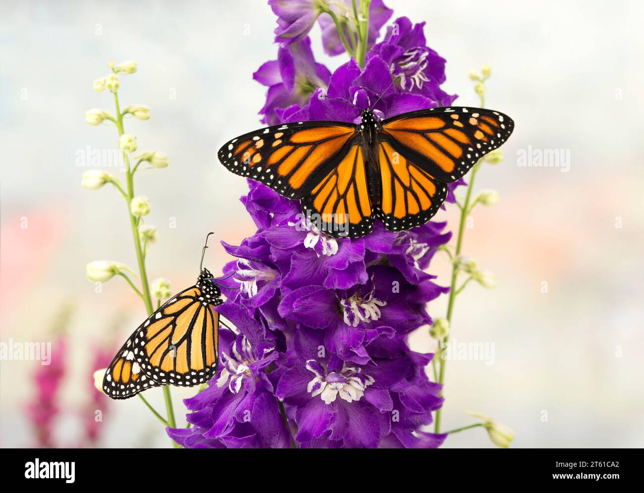 Macro of two Monarch butterflies (danaus plexippus) feeding on a purple ...