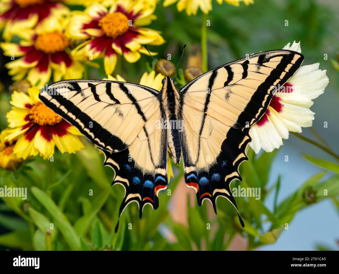 Macro of a two-tailed swallowtail (Papilio multicaudata) feeding on ...