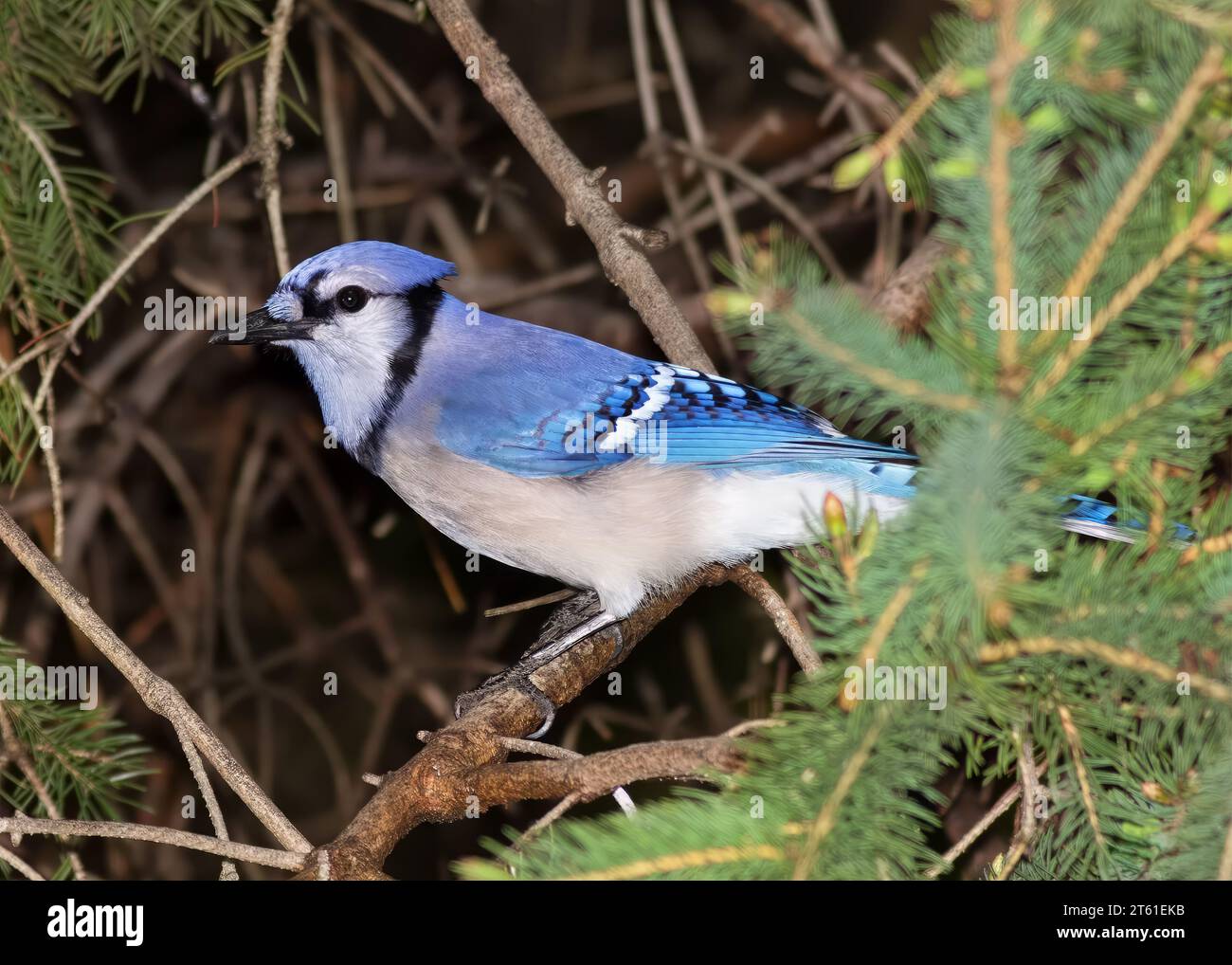 Northern blue jays hi-res stock photography and images - Alamy