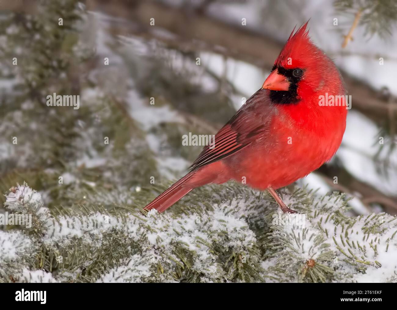 Male Northern Cardinal (Cardinalis cardinalis) perched on a snow ...